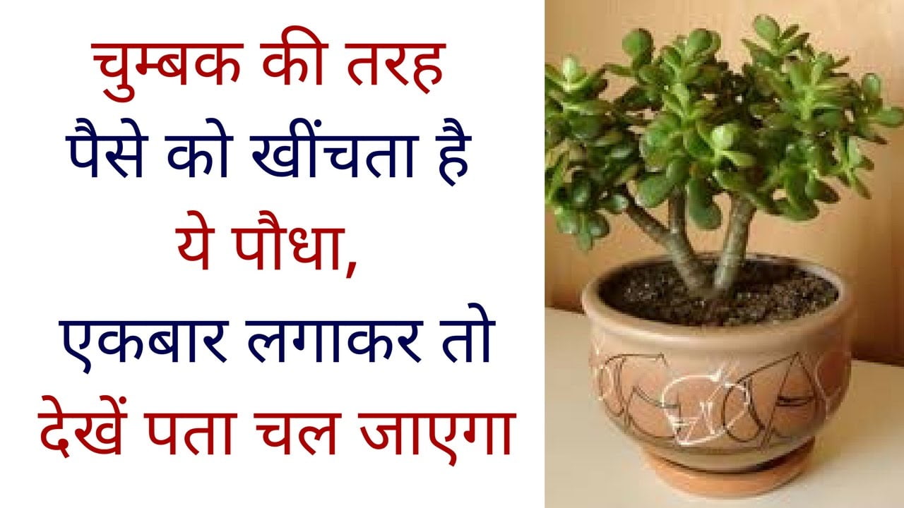 मोहिनी का पौधा - mohini plant benefits in hindi - Vaastushastras